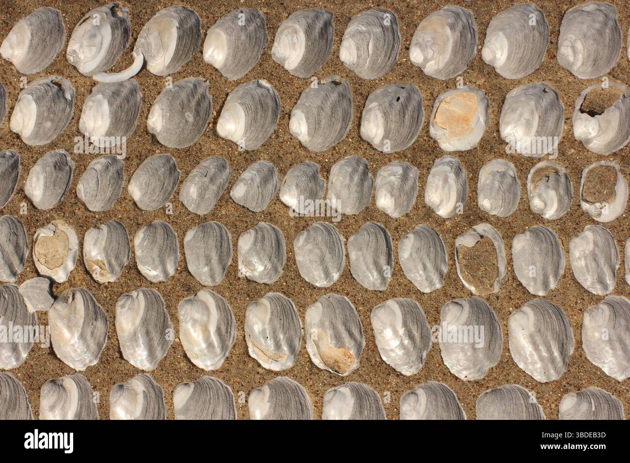 Shells Embedded in Victorian Era Grave Rural East Texas Stock Photo - Alamy
