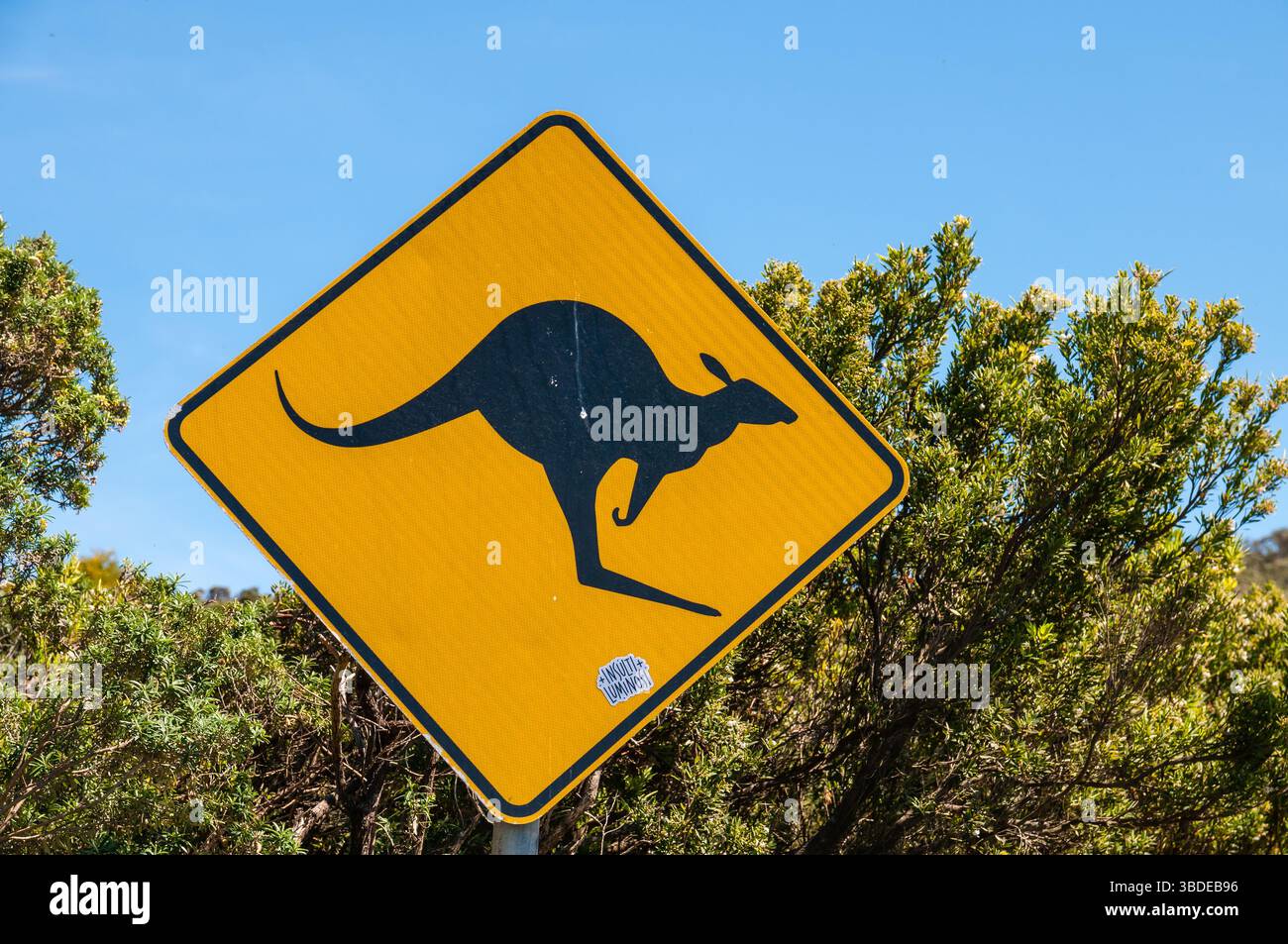 actual kangaroo crossing traffic signal, near Castle Cove, Australia ...