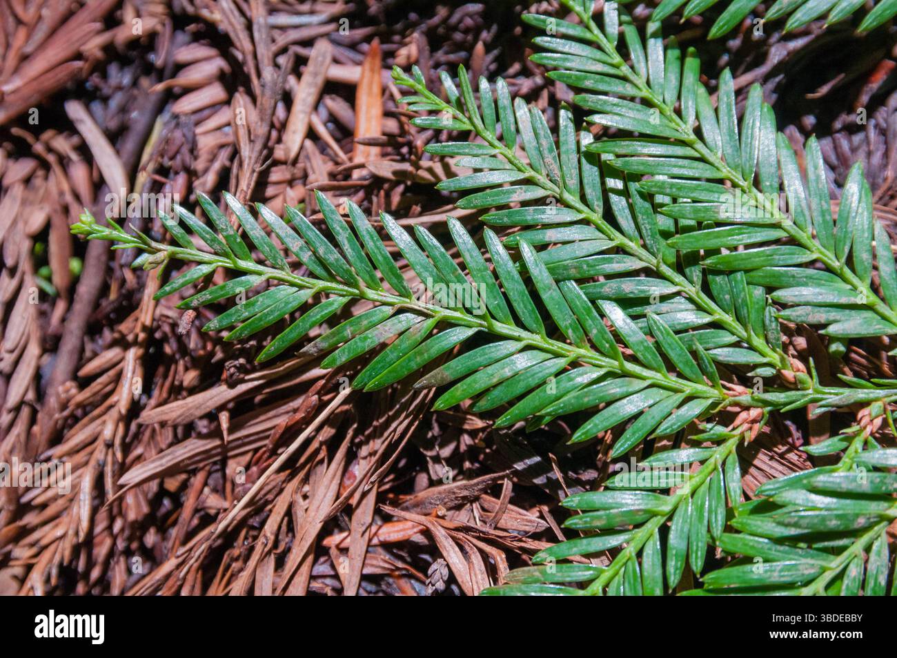 California Redwoods, Sequoia sempervirens, leaf on the ground, Redwoods ...