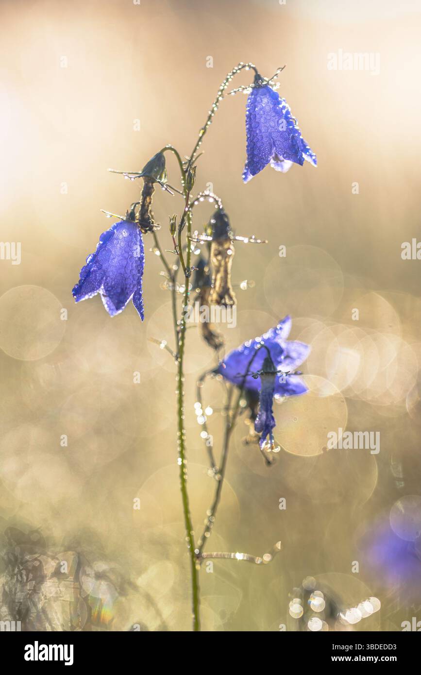 Scottish bluebell hi-res stock photography and images - Alamy