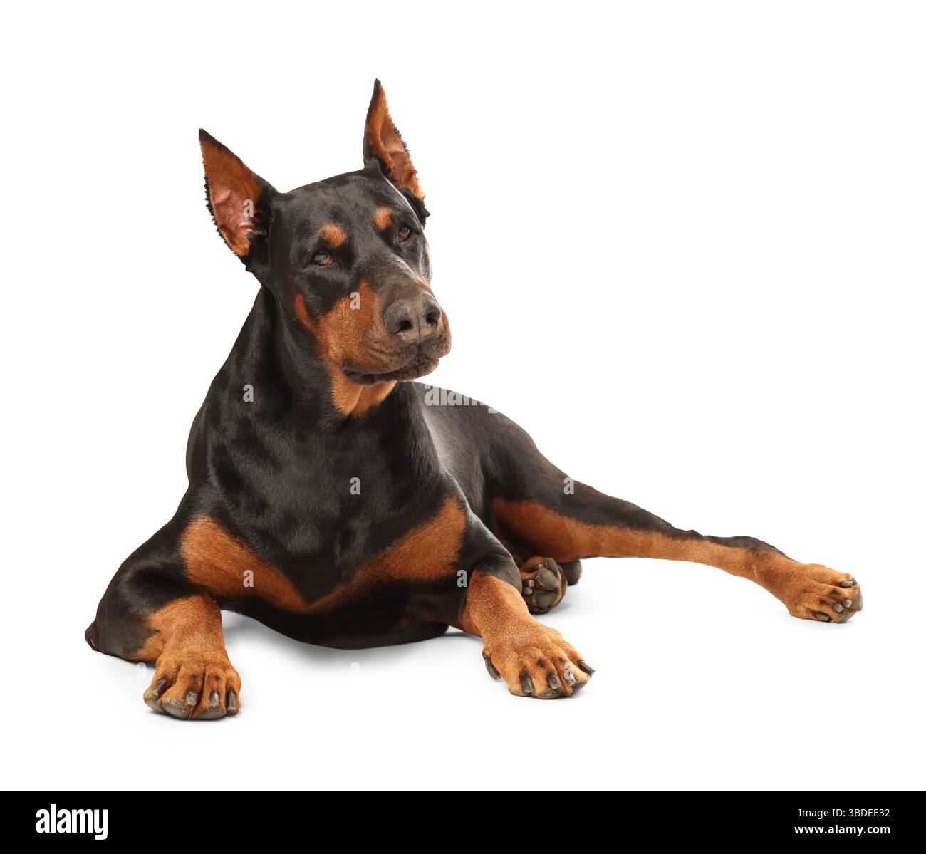 Adorable big Dobermann dog on white background Stock Photo - Alamy