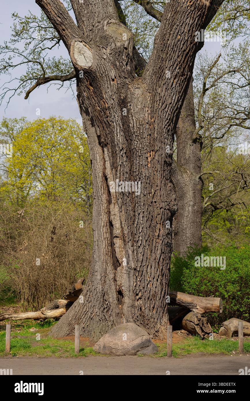Ancient monumental oak tree in botanical park with visible bark ...