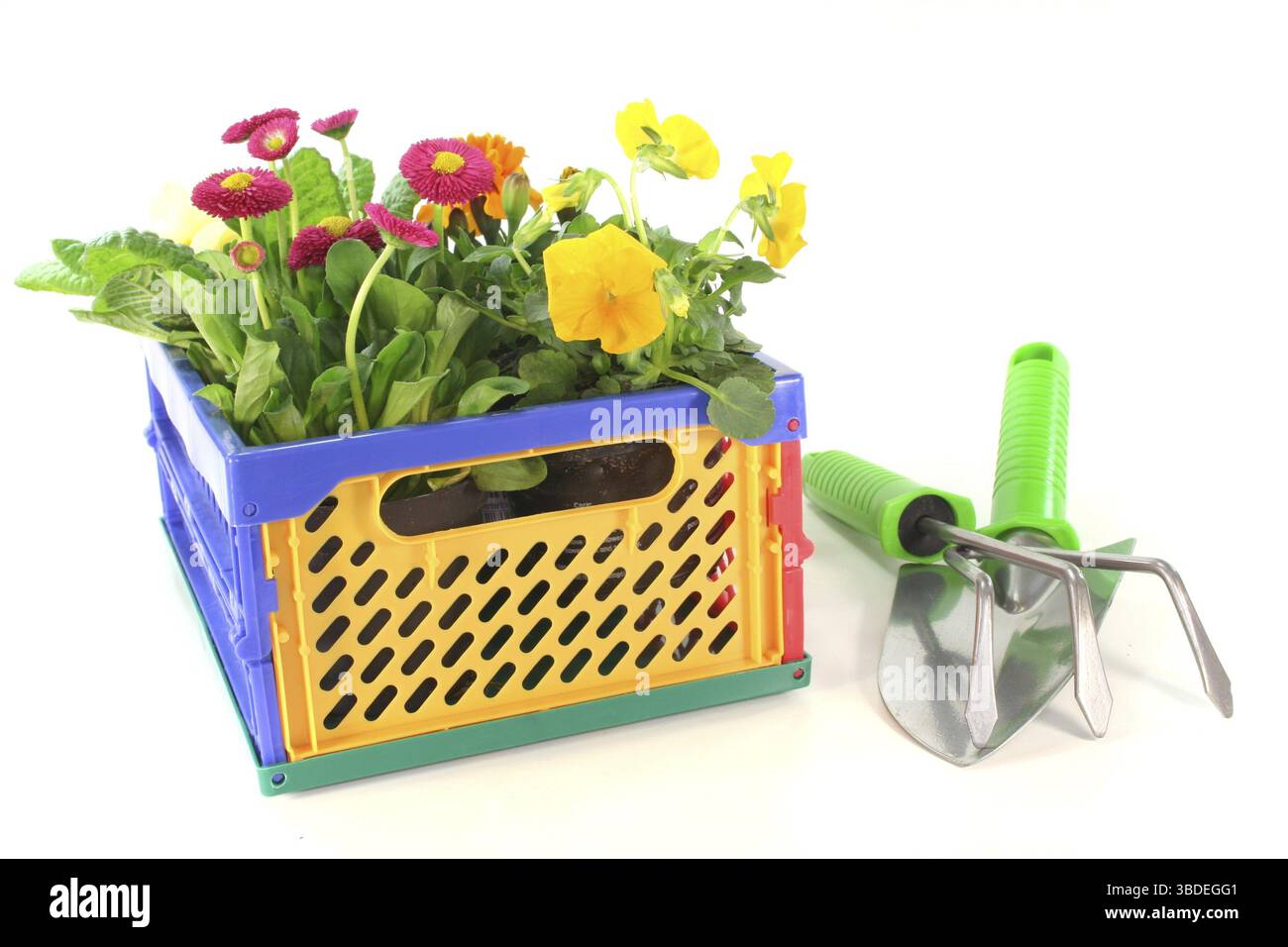 Shop ornamental plant Cut Out Stock Images & Pictures - Alamy