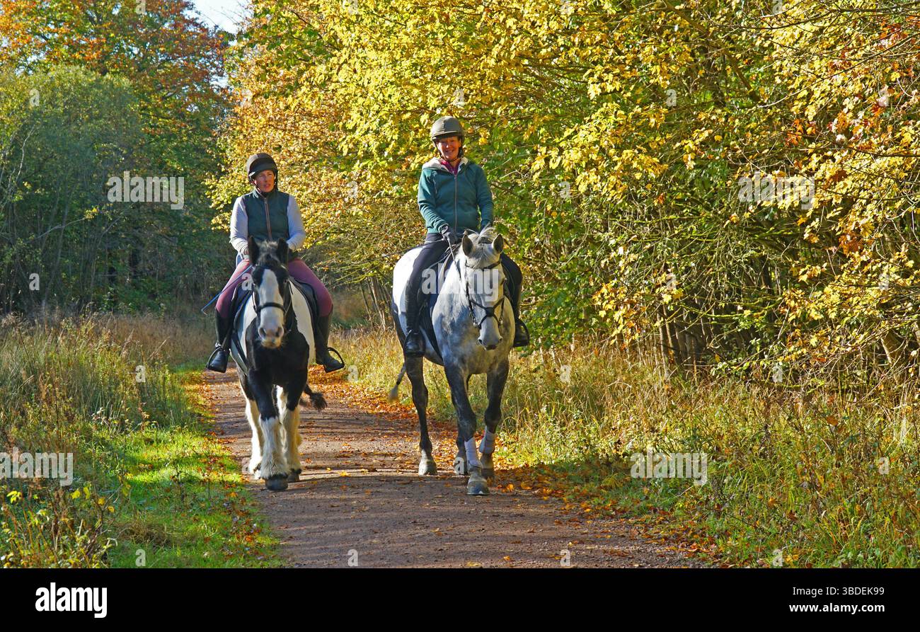 People ring horses in the woods Fineshade forest Stock Photo - Alamy