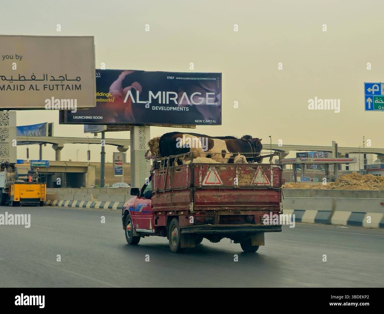 Cairo, Egypt, May 16 2025: Cows and Sheep transfer before Eid al-Adha ...