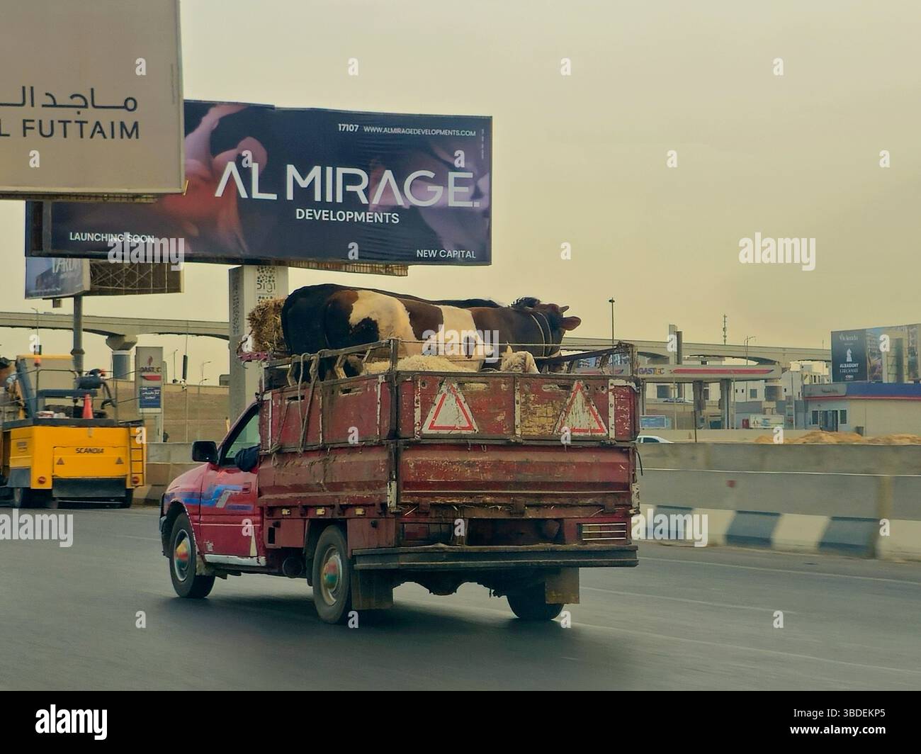 Cairo, Egypt, May 16 2025: Cows and Sheep transfer before Eid al-Adha ...