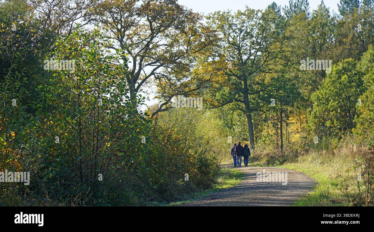 Three people walking in Fineshade Forest Northamptonshire Stock Photo ...