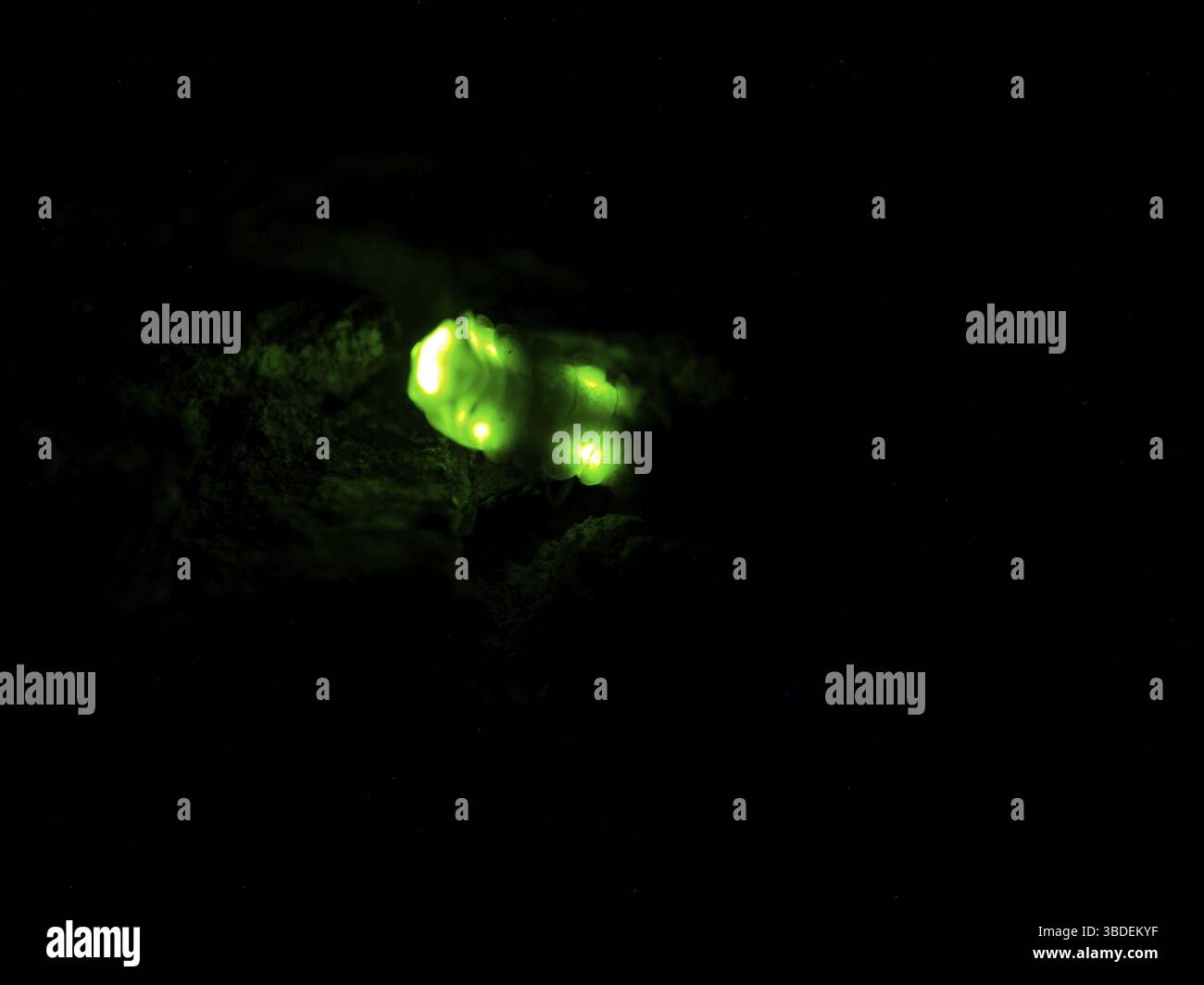 Small firefly (Lamprohiza splendidula), female Stock Photo - Alamy