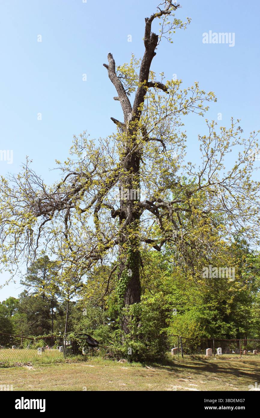 Historic New Hope Cemetery located outside Bullard, Texas Stock Photo ...