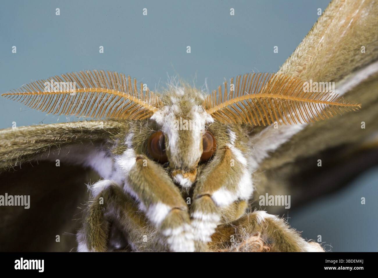 Ailanthus silkmoth (Samia cynthia), male Stock Photo - Alamy