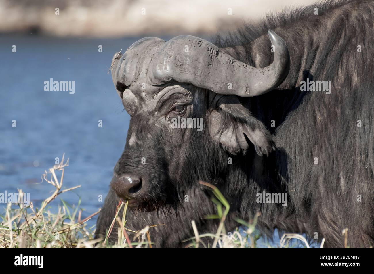 A buffalo on Sidudu island inside the Chobe river lifts its' head and ...