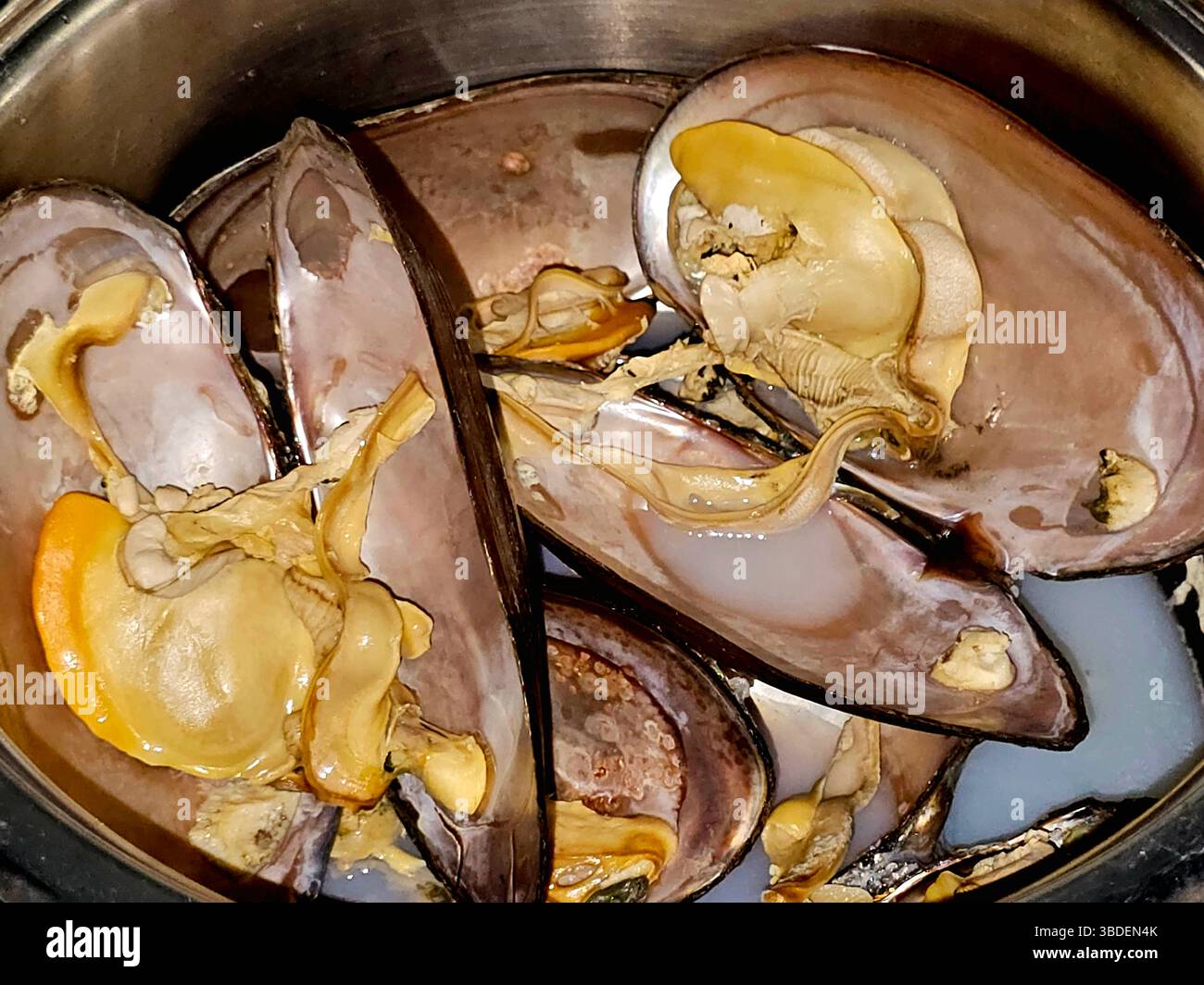 cooking Mussels, bivalve molluscs, from saltwater and freshwater ...