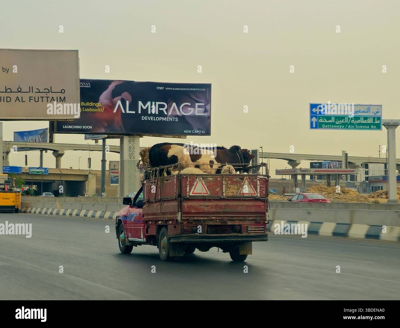 Cairo, Egypt, May 16 2025: Cows and Sheep transfer before Eid al-Adha Feast celebration, for The ...