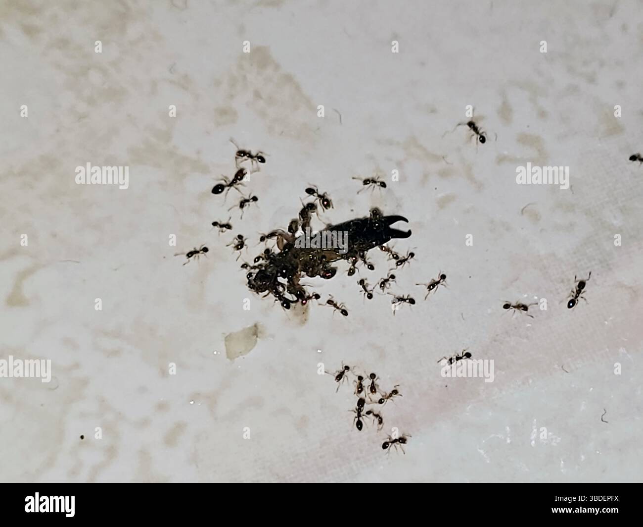 numbers from ant colony picking up and transferring parts of a dead ...