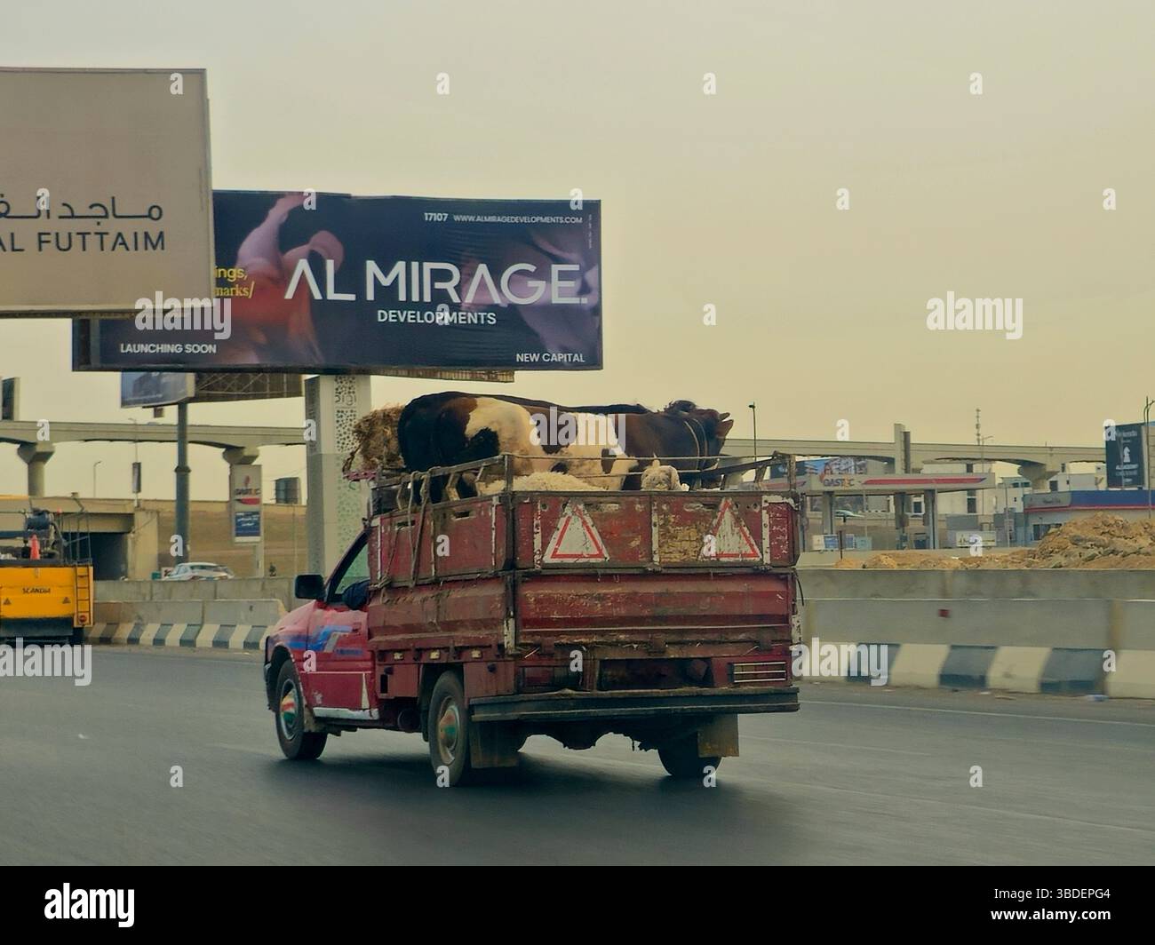 Cairo, Egypt, May 16 2025: Cows and Sheep transfer before Eid al-Adha ...