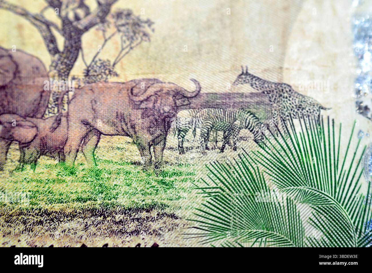 Wildlife from the obverse side of 50 SDG fifty Sudanese pound cash ...