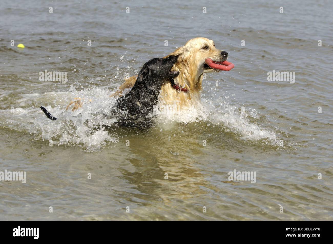 Mature golden labrador retriever hi-res stock photography and images ...