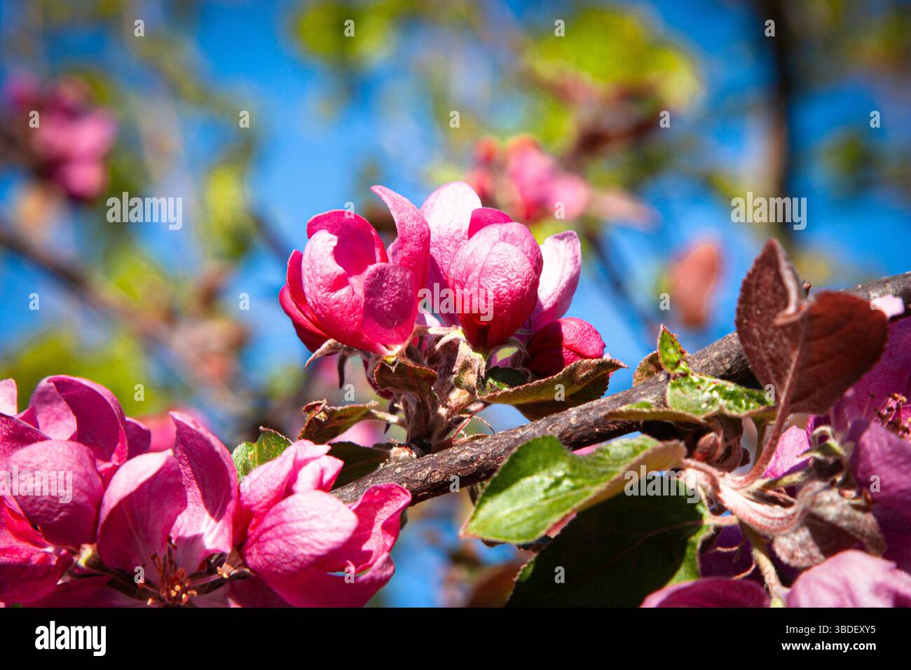 Beautiful Flowering Crabapple Tree with Pink Blossoms in Spring ...