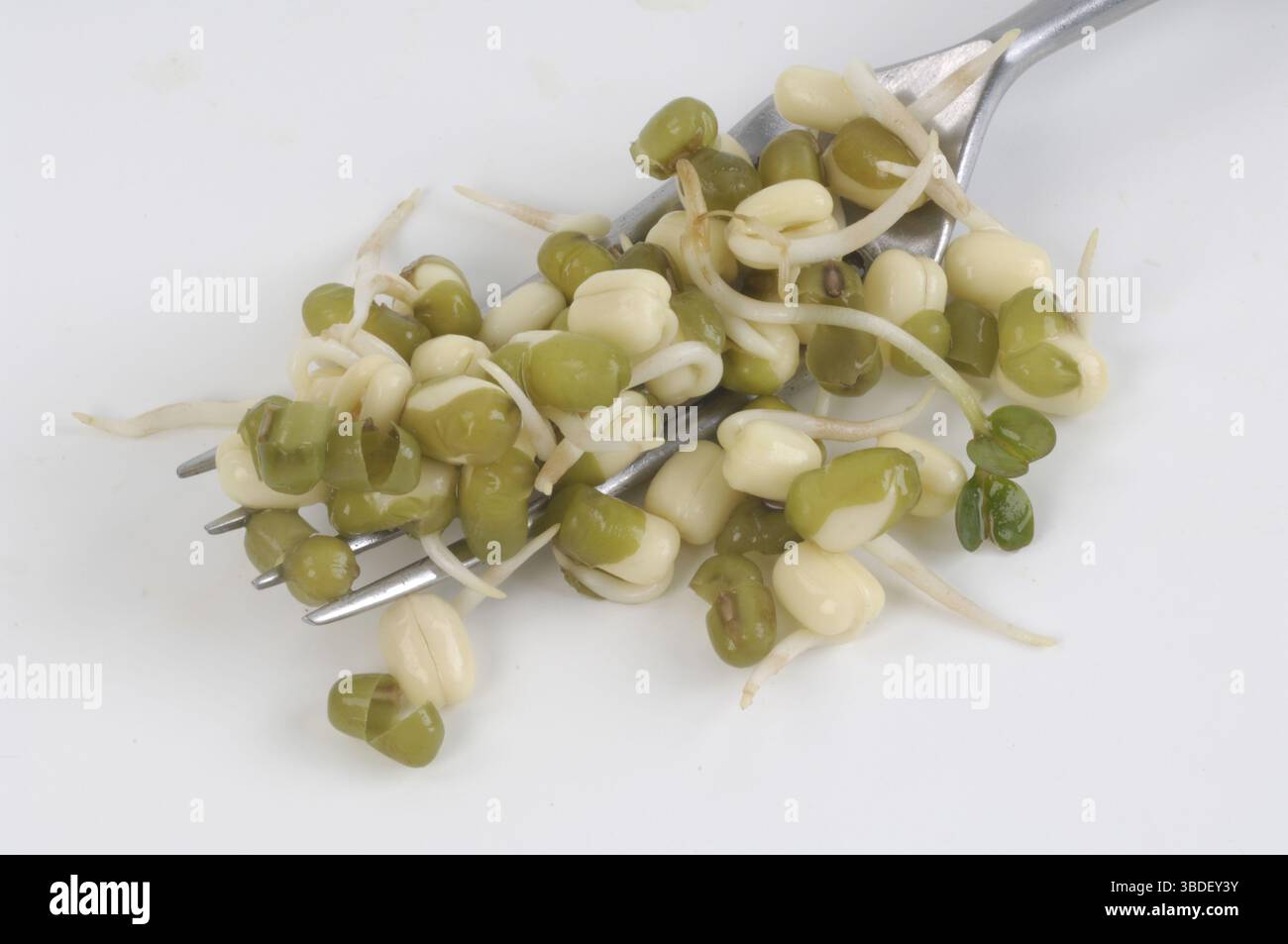 Mung bean sprouts on fork (Phaseolus mungo), mung beans (Vigna radiata ...