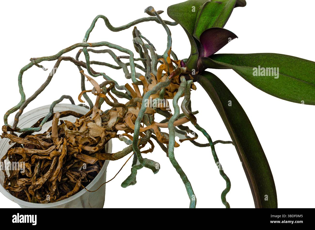 Close-up of an orchid plant with exposed, tangled aerial roots and dry ...