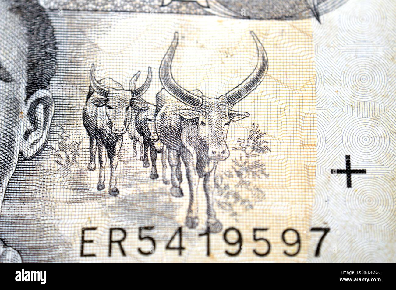 Longhorns at right from Large fragment of the obverse side of 1 ETB one ...