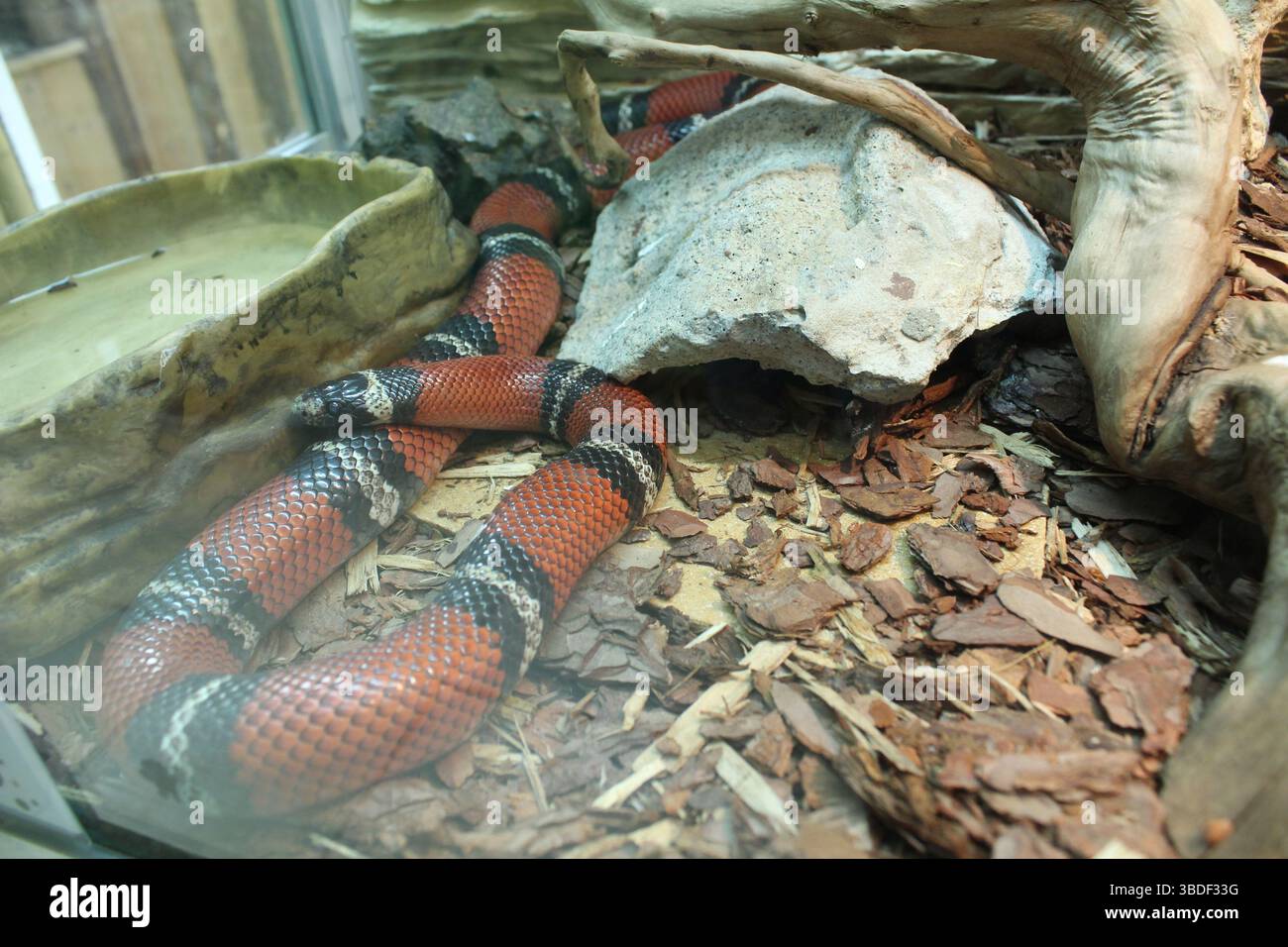 Guatemalan milk snake hi-res stock photography and images - Alamy