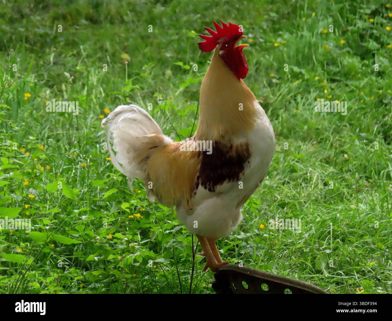 ...des Hahnes Rooster Stammplatz ist sein Kraehreich... Hahn Rooster ...