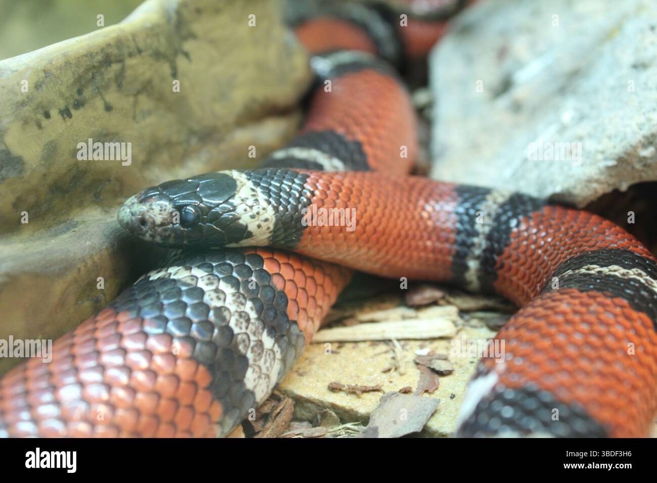 Lampropeltis triangulum sinaloae is a close-up of a snake with red and ...