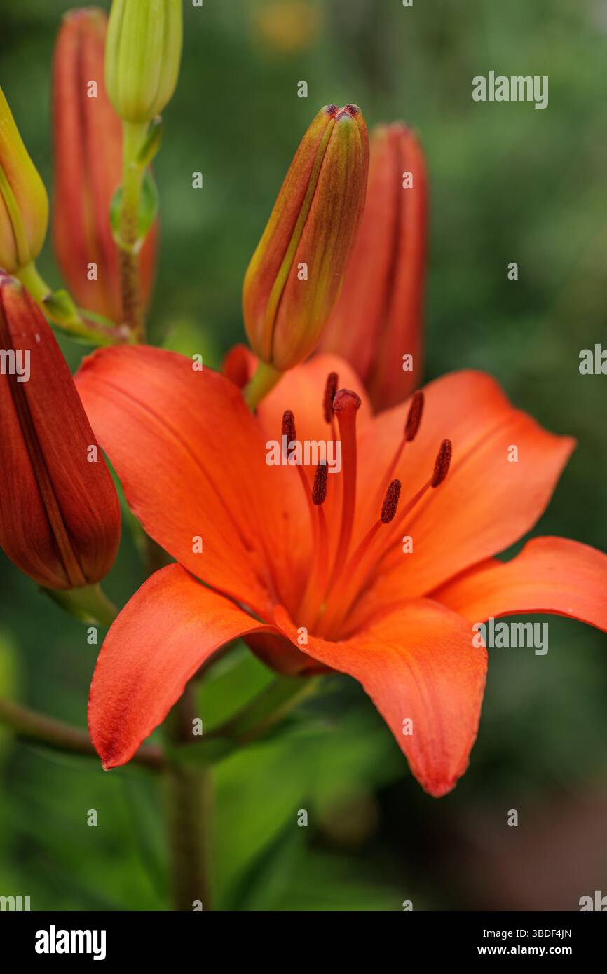 Plump flower buds hi-res stock photography and images - Alamy