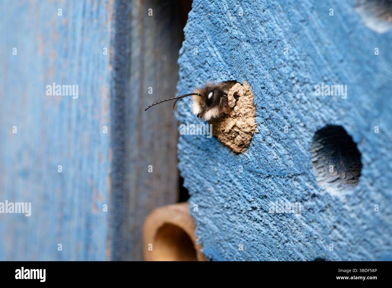 Osmia Cornuta A Mason Bee Hatches From A Cavity In An Insect Hotel ...
