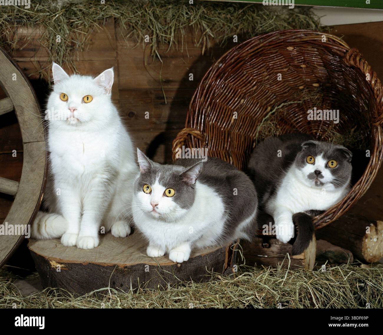 Domestic Cat, European Shorthair and Scottish Fold, domestic cat ...