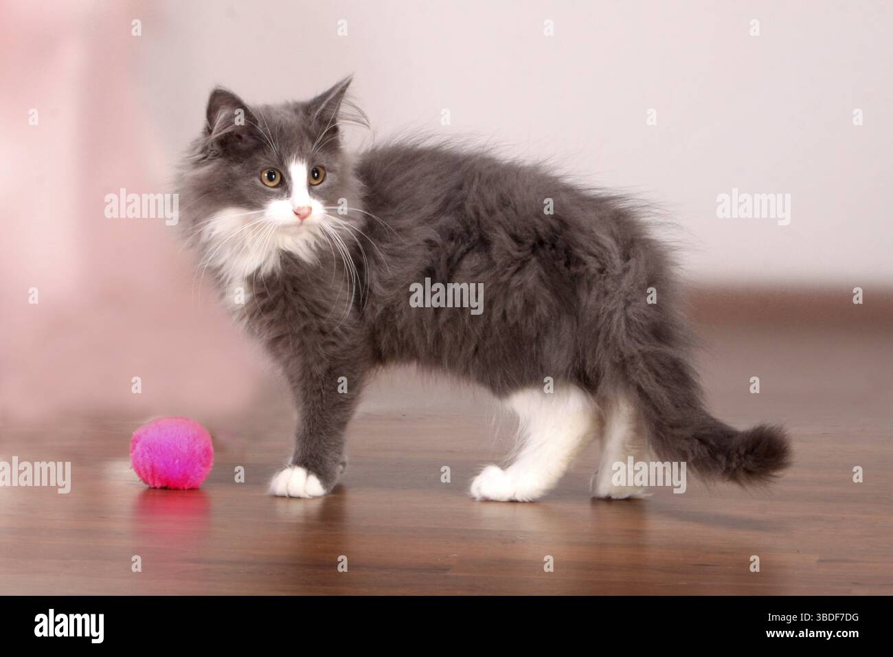 Norwegian Forest Cat, kittens, 14 weeks, lateral Stock Photo - Alamy