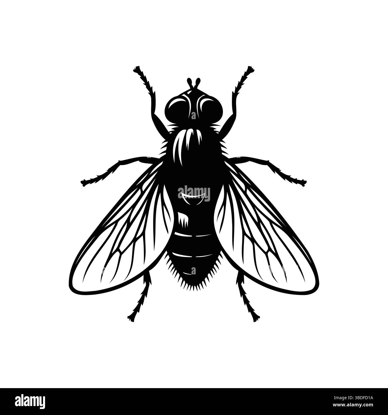 Diptera species Stock Vector Images - Alamy