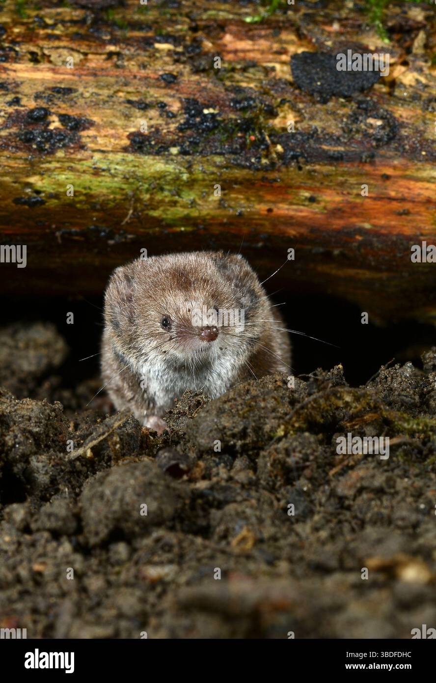common shrew foraging for invertebrate food at night Stock Photo - Alamy