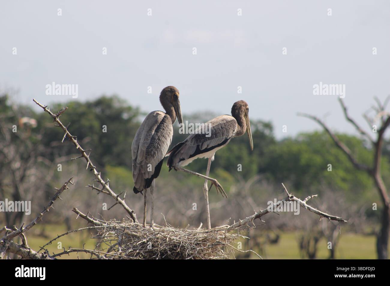 How does a painted stork look like hi-res stock photography and images ...