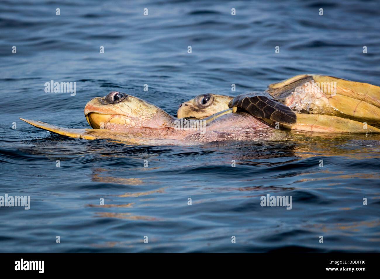 Mating Olive Ridley Sea Turtles, Lepidochelys olivacea, in the waters ...