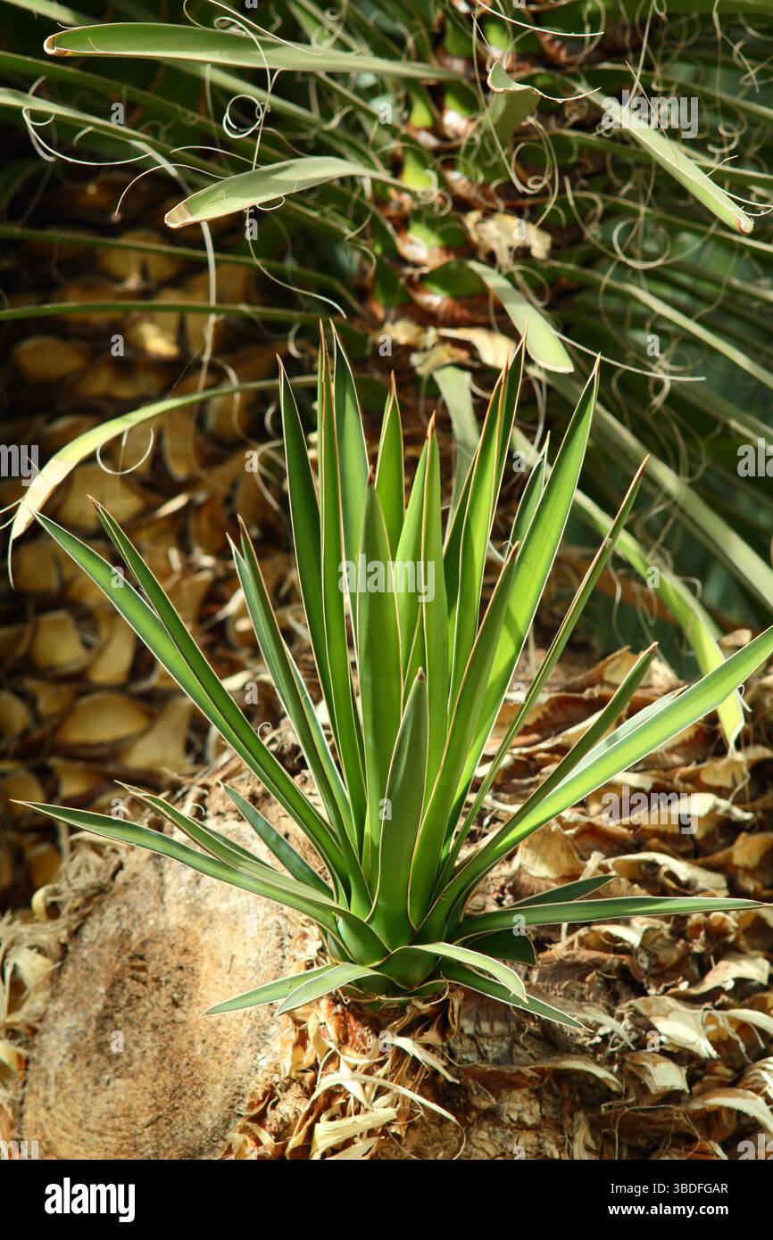 Yucca faxoniana leaves hi-res stock photography and images - Alamy