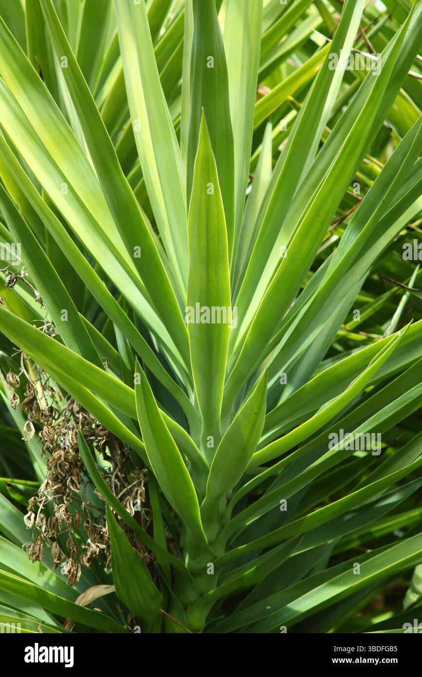 Hardy yucca uk hi-res stock photography and images - Alamy