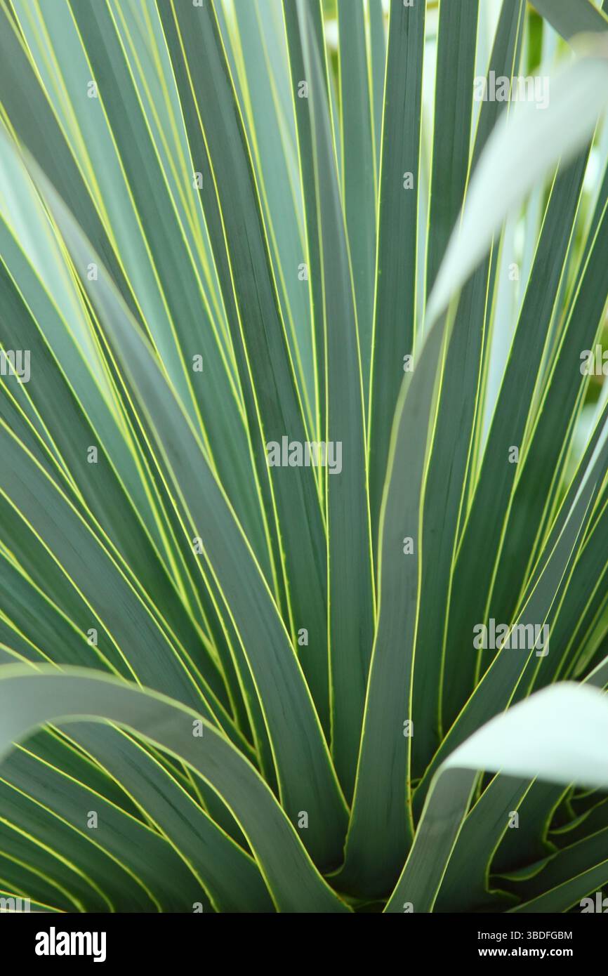 Yucca Rostrata, or Beaked yucca, displaying characteristic blue green ...