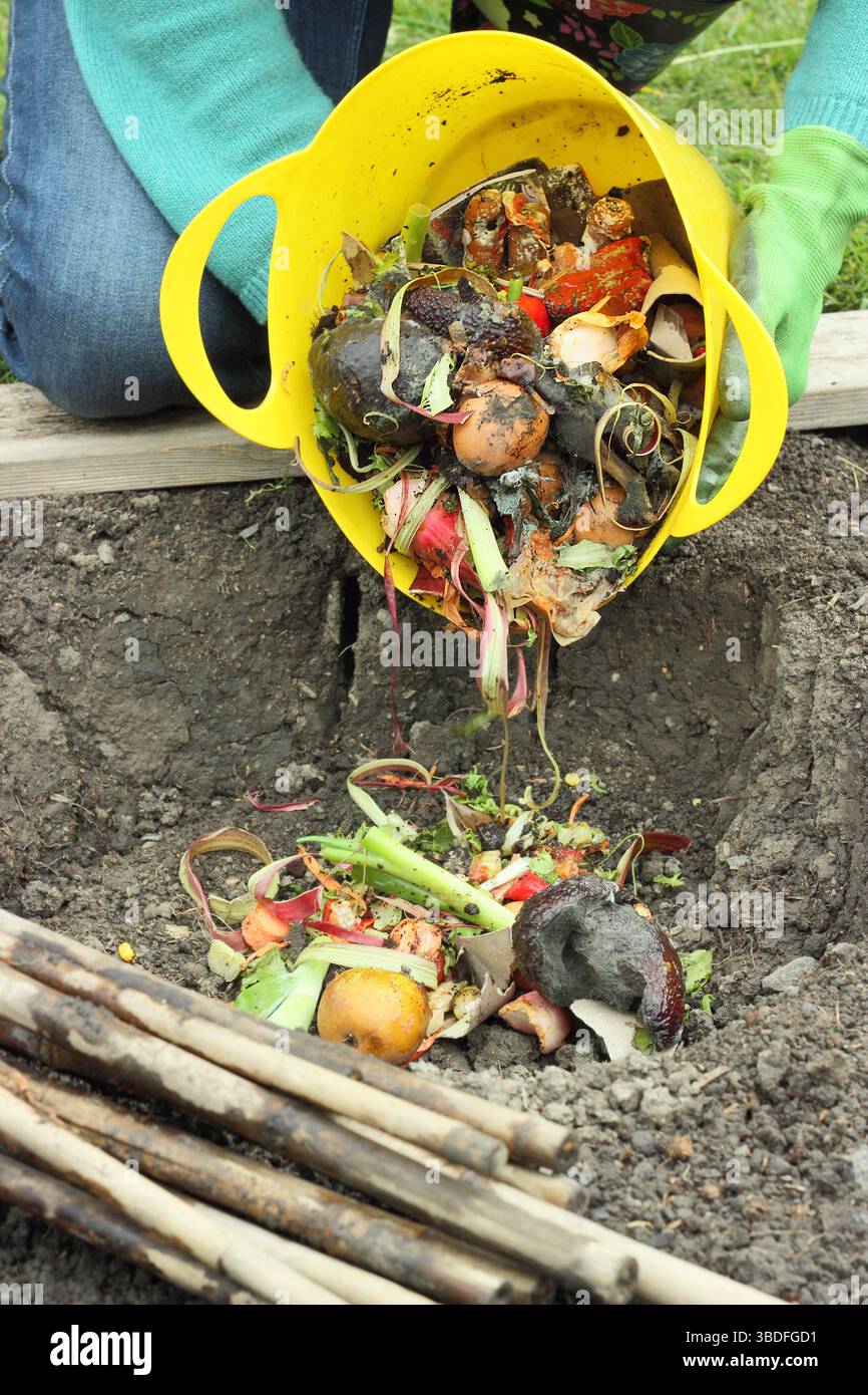 Compost trench. Woman adds food scraps to a veg patch trench to boost ...