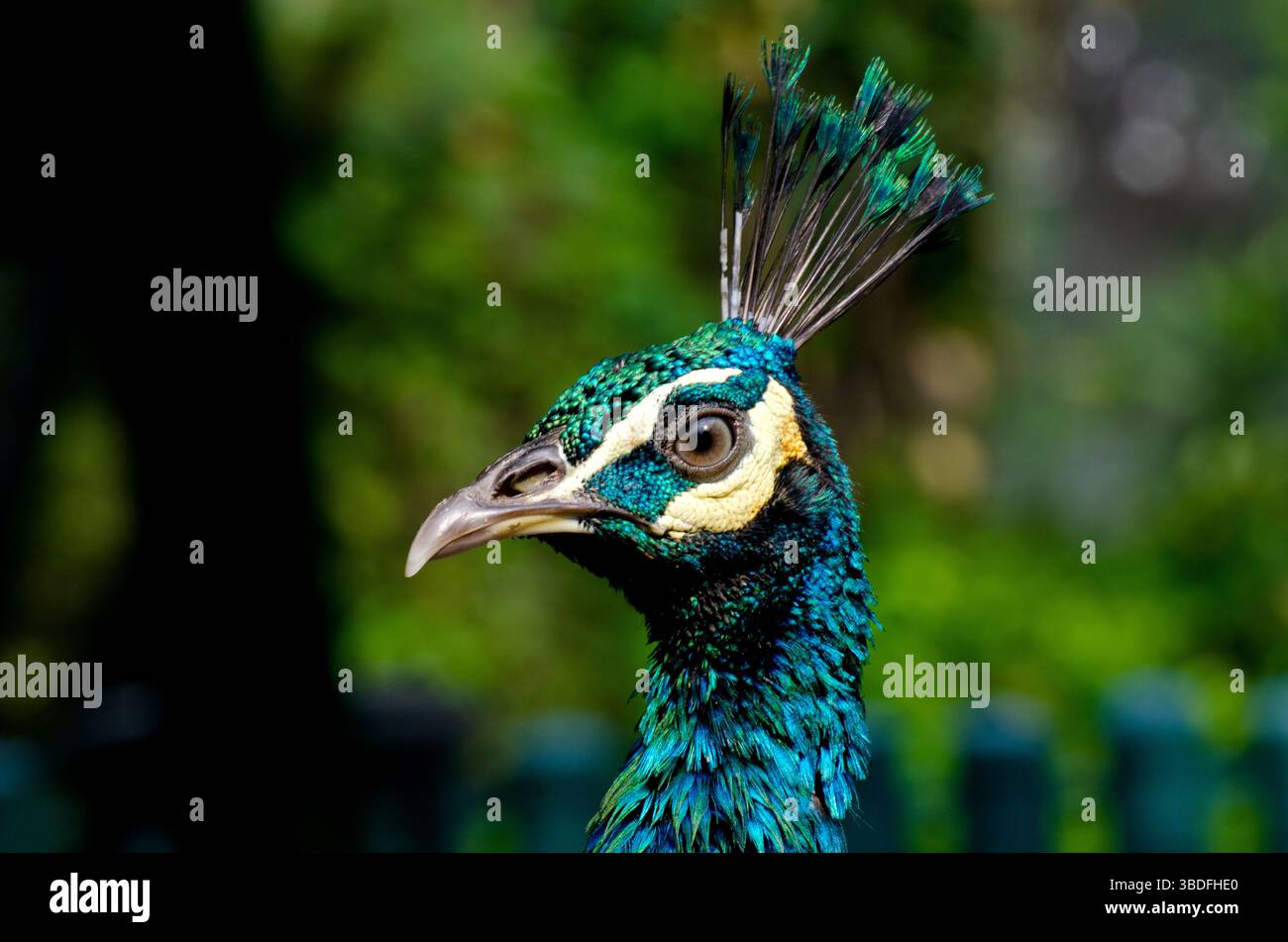 Male peafowl are referred to as peacocks, and female peafowl are ...