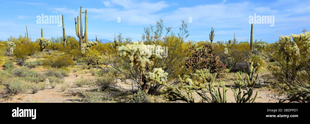 Expansive landscape Sonoran desert mid winter in central Arizona USA on ...