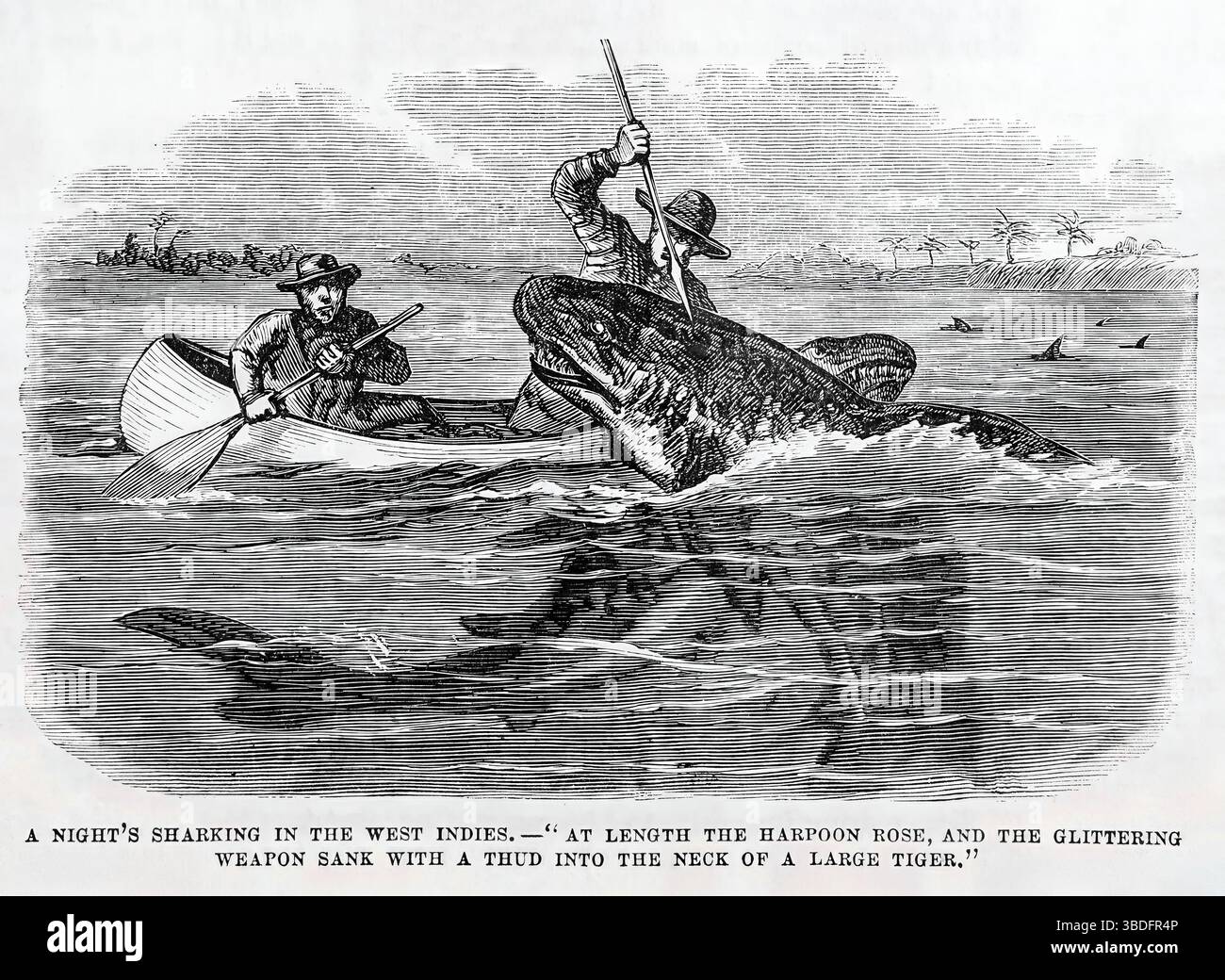 A night's sharking in the West Indies - "At length the harpoon rose ...