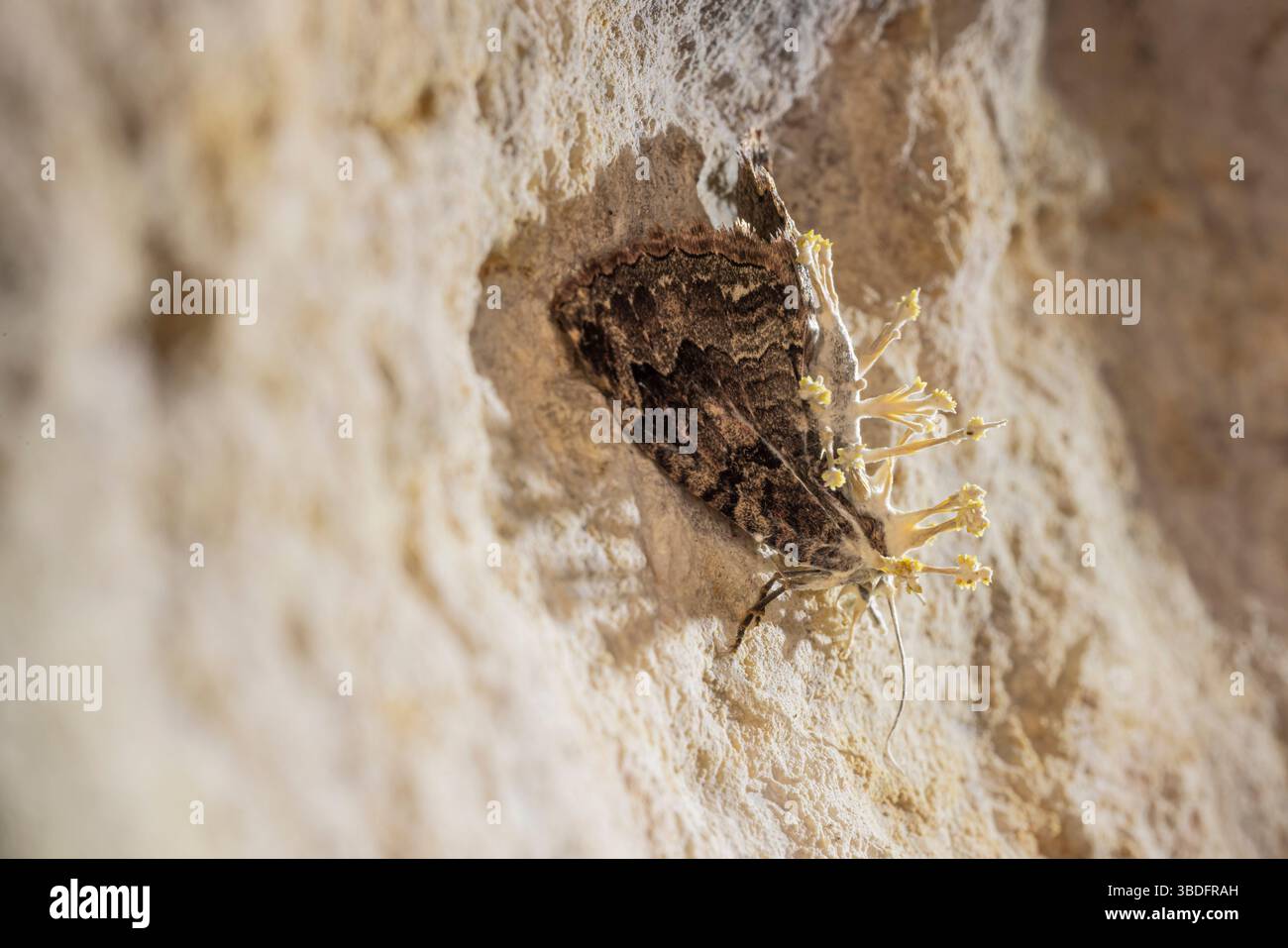 Closeup butterfly Tissue moth (Triphosa dubitata) infected by mycelium ...