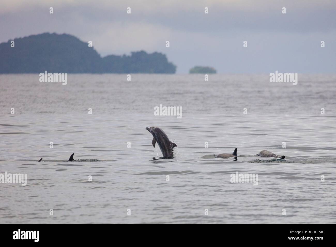 Jumping dolphins along the island Bahia Honda, Pacific coast, Veraguas ...