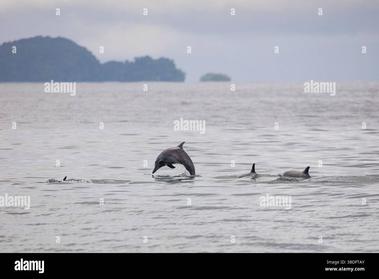 Jumping dolphins along the island Bahia Honda, Pacific coast, Veraguas ...