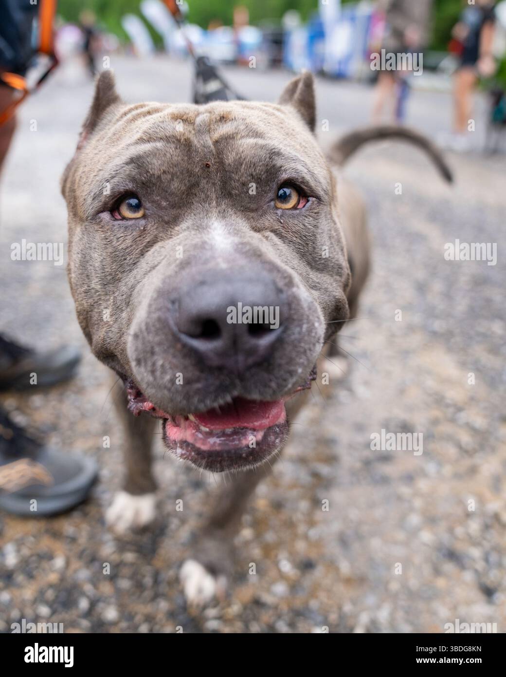 Xl bully dog hi-res stock photography and images - Alamy