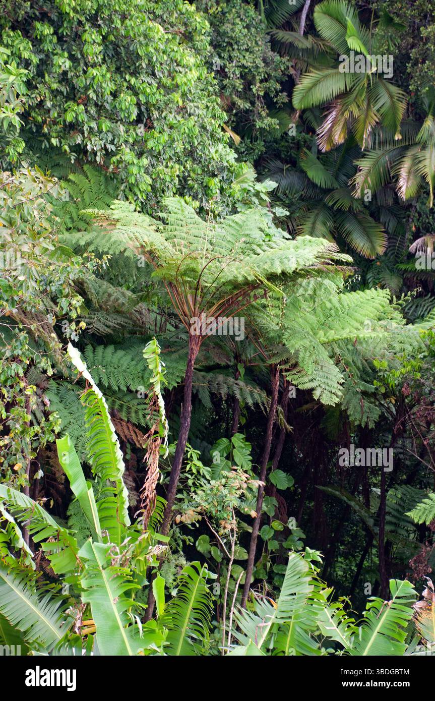 Giant Tree Fern, El Yunque National Forest, Puerto Rico Stock Photo - Alamy