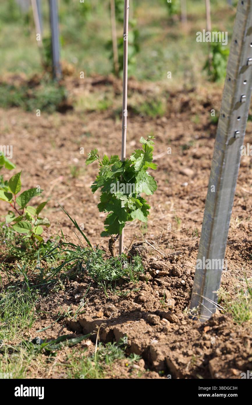Young shoots of a grape vine grow out of the soil Stock Photo - Alamy