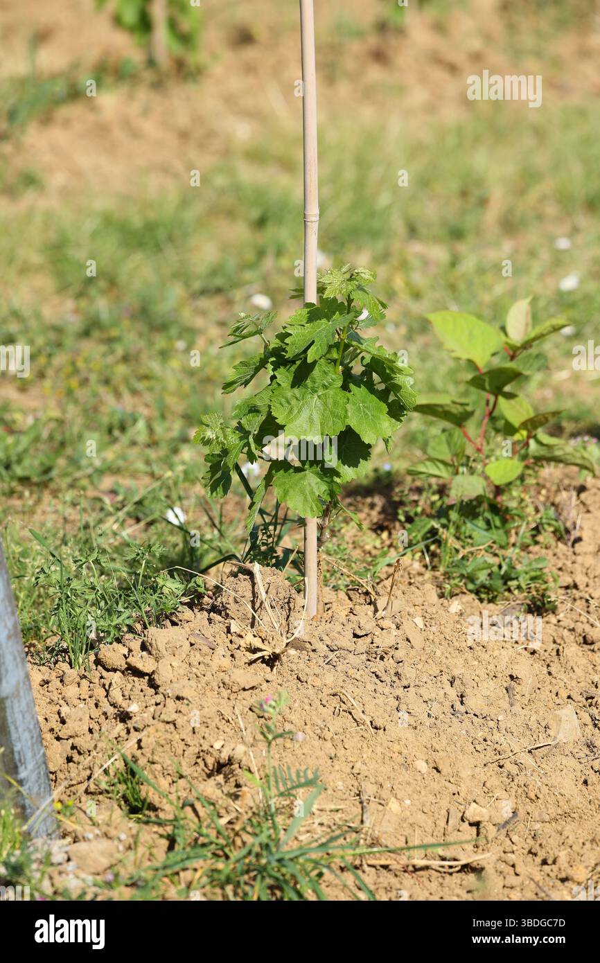 Young shoots of a grape vine grow out of the soil Stock Photo - Alamy
